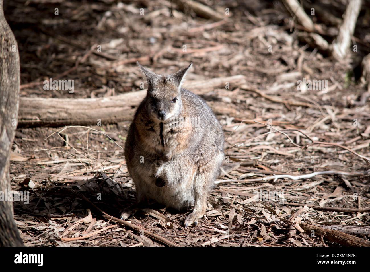 The tammar wallaby has a grey back and tan arms with a white face ...