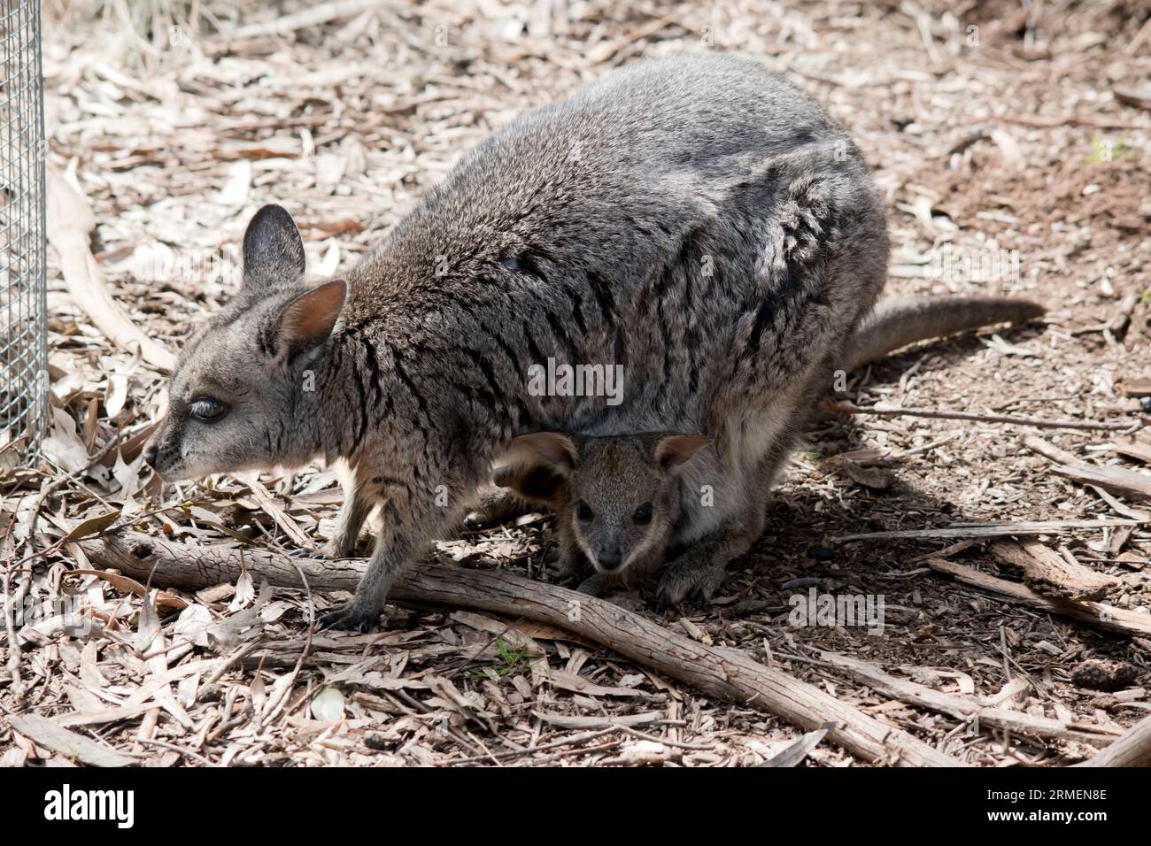 the tammar wallaby is a small marsupial with a grey coat and tan arms ...