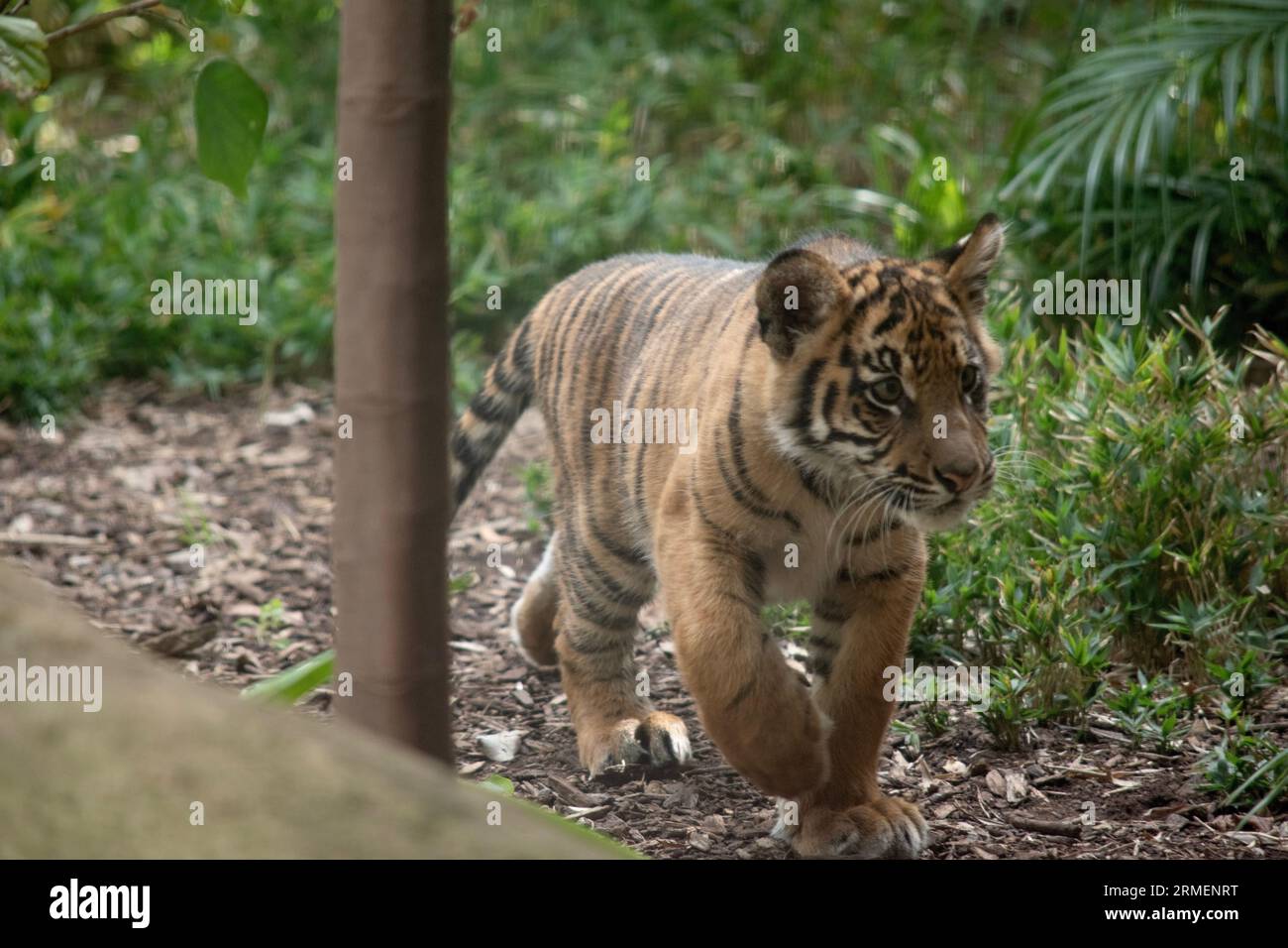 Tiger Cubs Playing With Dog Studio City Man Whose Tiger Cub Appeared