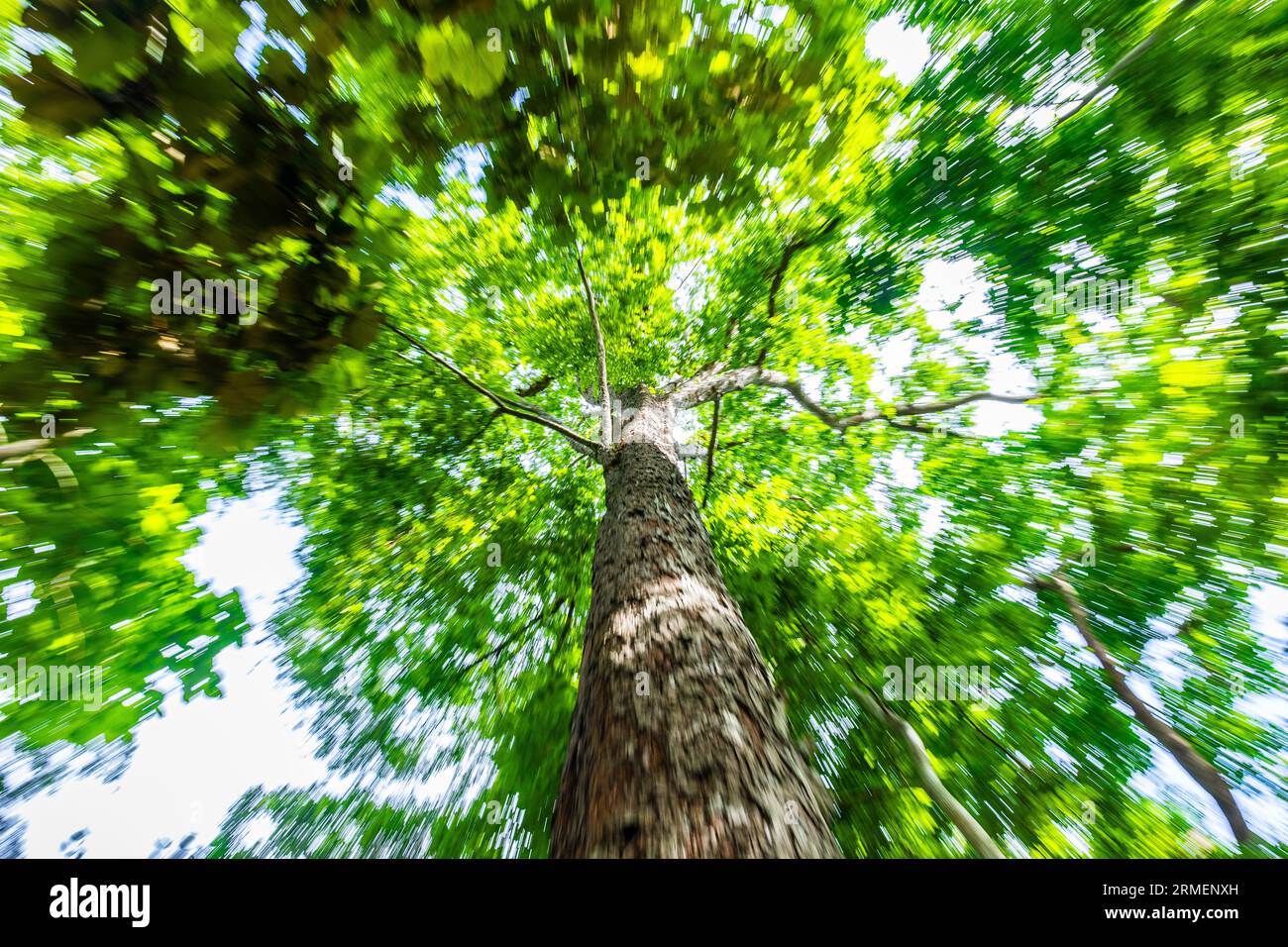 Blurry motion of green tree in tropical rainforest with zoom out ...