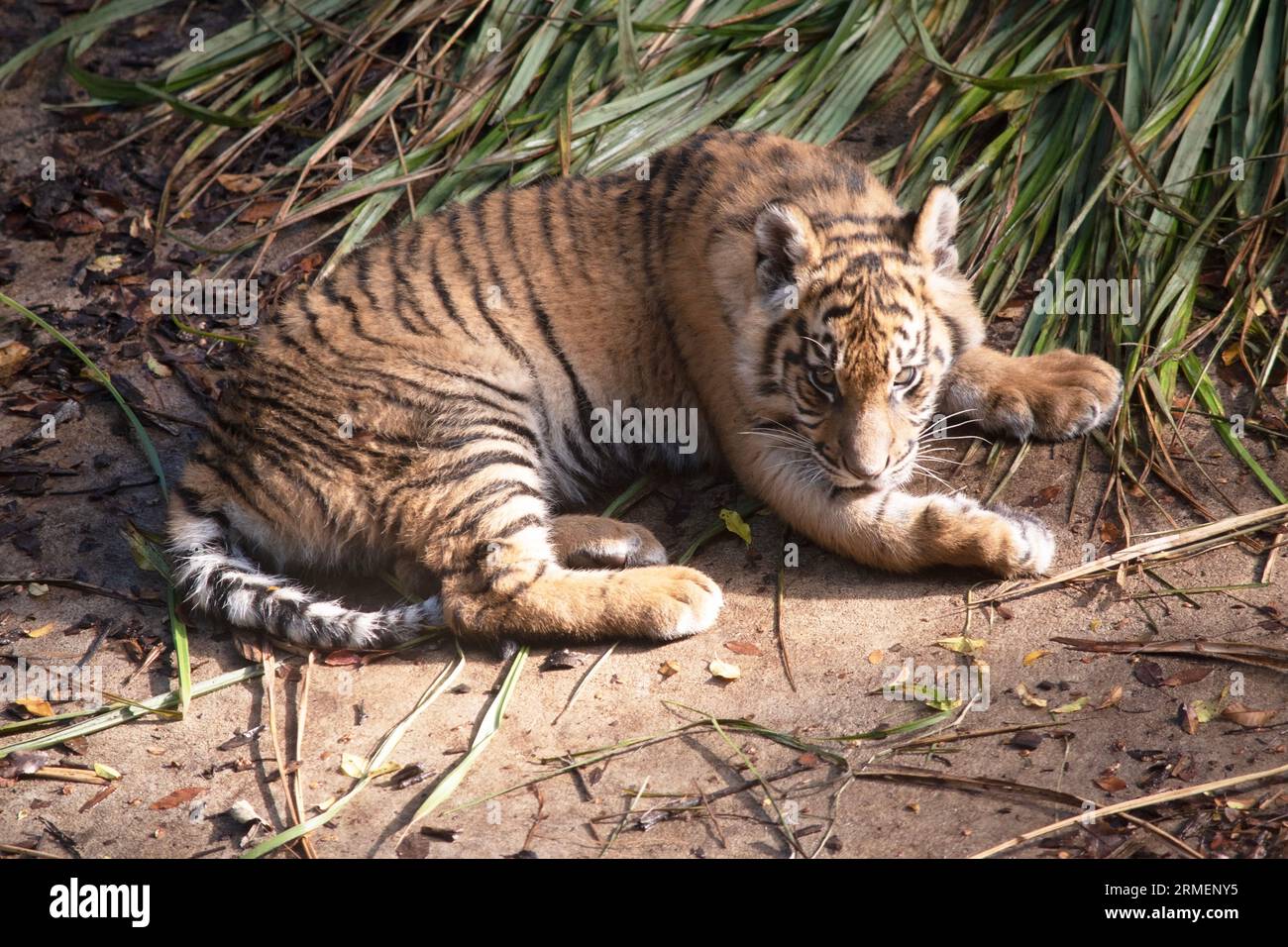 Tiger cubs are born with their stripes and only drink their mothers ...