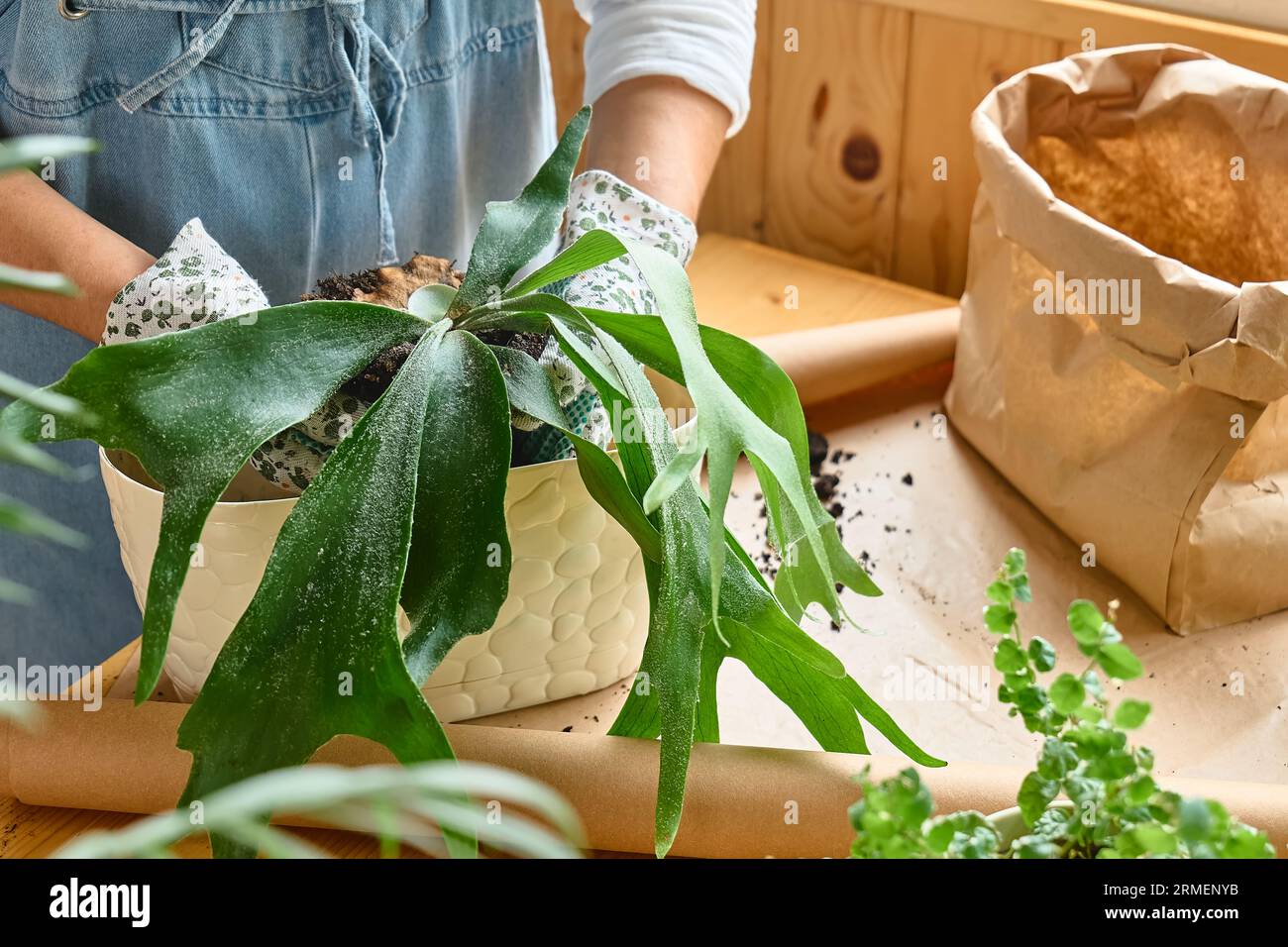 Woman repotting Staghorn fern (Platycerium bifurcatum), taking care of ...