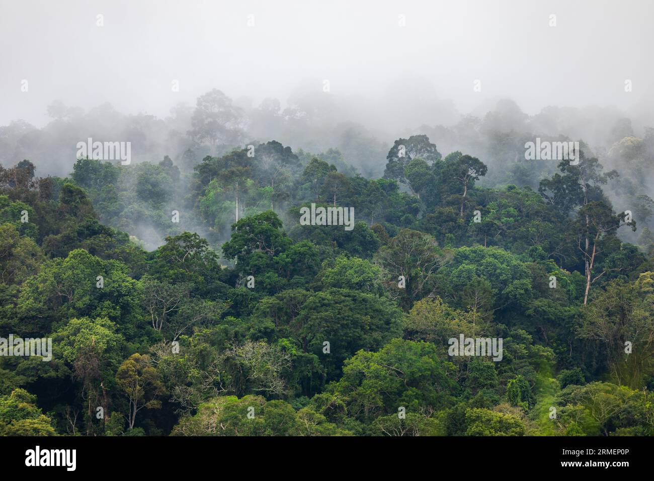 Fog covers greenery area inside tropical rainforest in rainy season ...