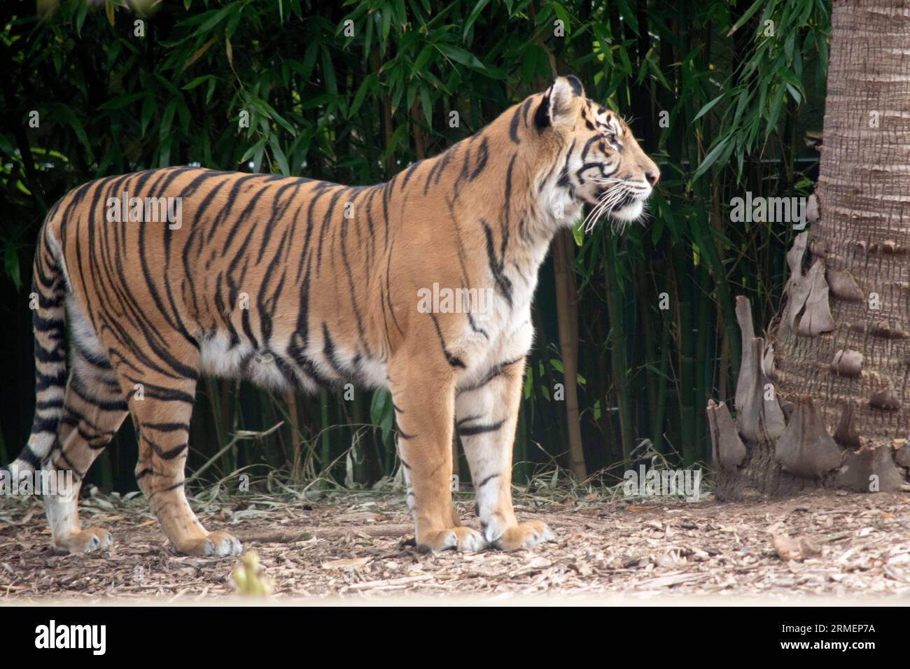 the tiger is watching over her cubs Stock Photo - Alamy