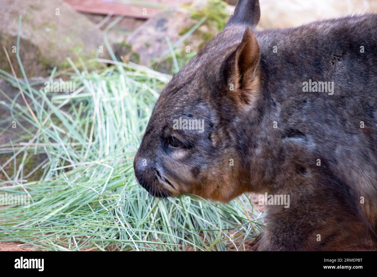The hairy-nosed wombats have softer fur, longer and more pointed ears ...