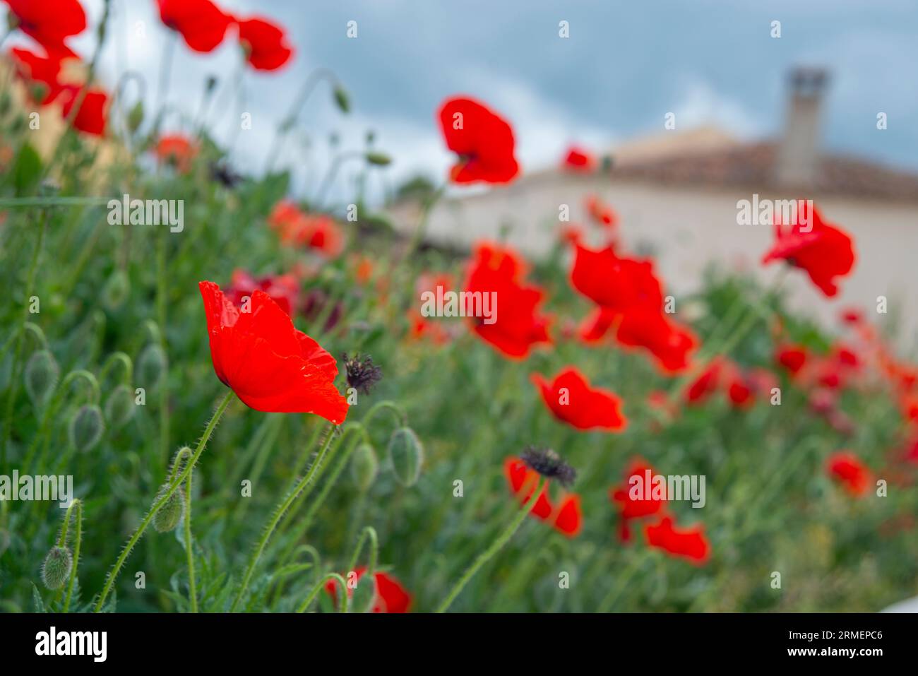 Plantas flores silvestres plantas hi-res stock photography and images ...