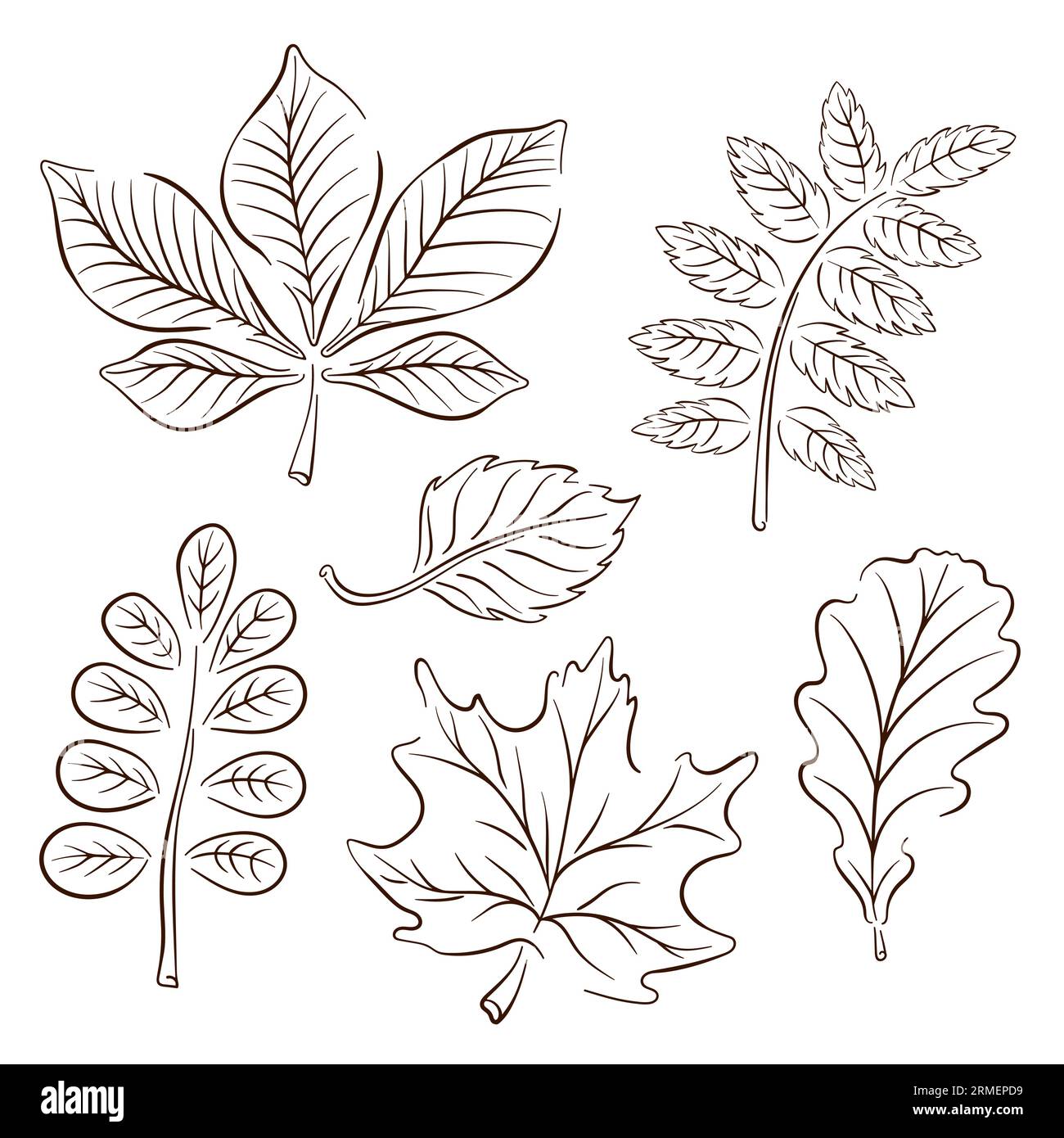 Autumn leaves collection in line art style. Outline, sketch set. Oak ...