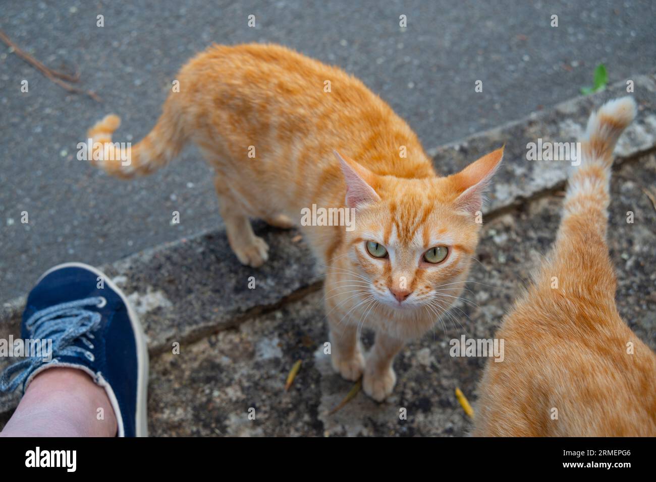 Orange tabby cat Stock Photo - Alamy