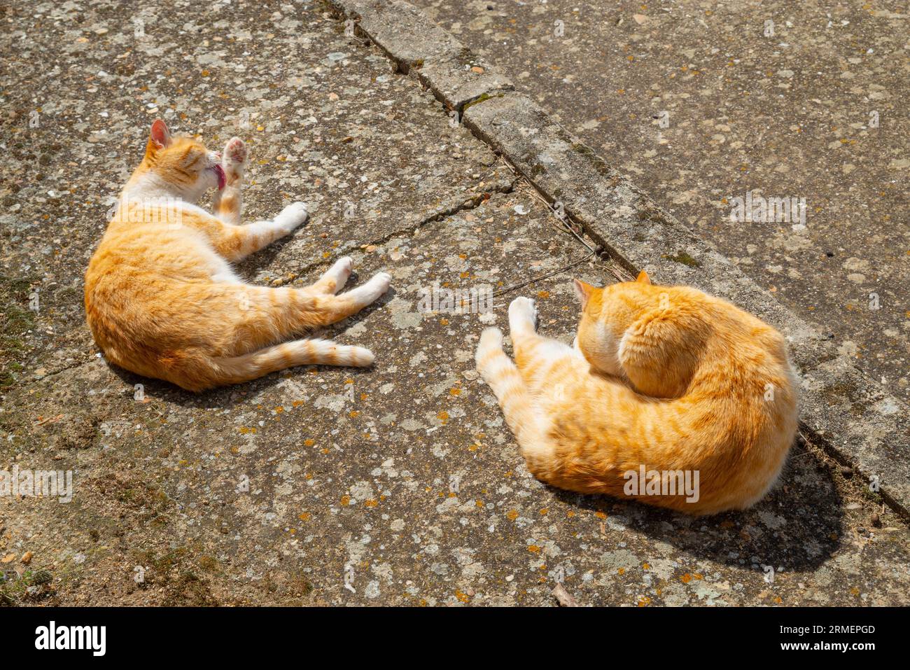 Two tabby and white cats Stock Photo - Alamy