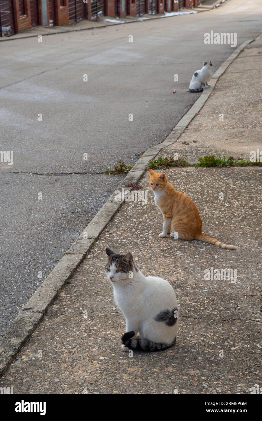 Ferales hi-res stock photography and images - Alamy