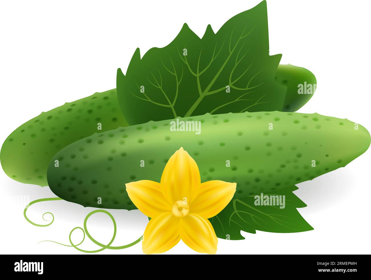 Green cucumber on hand Stock Vector Images - Alamy