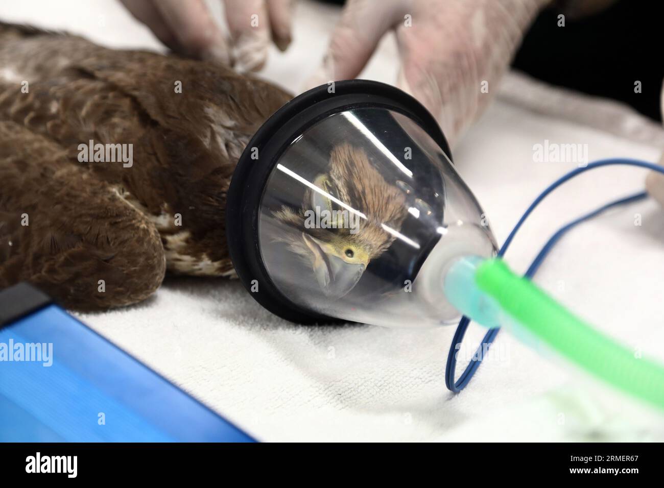 Flight incapable birds hi-res stock photography and images - Alamy