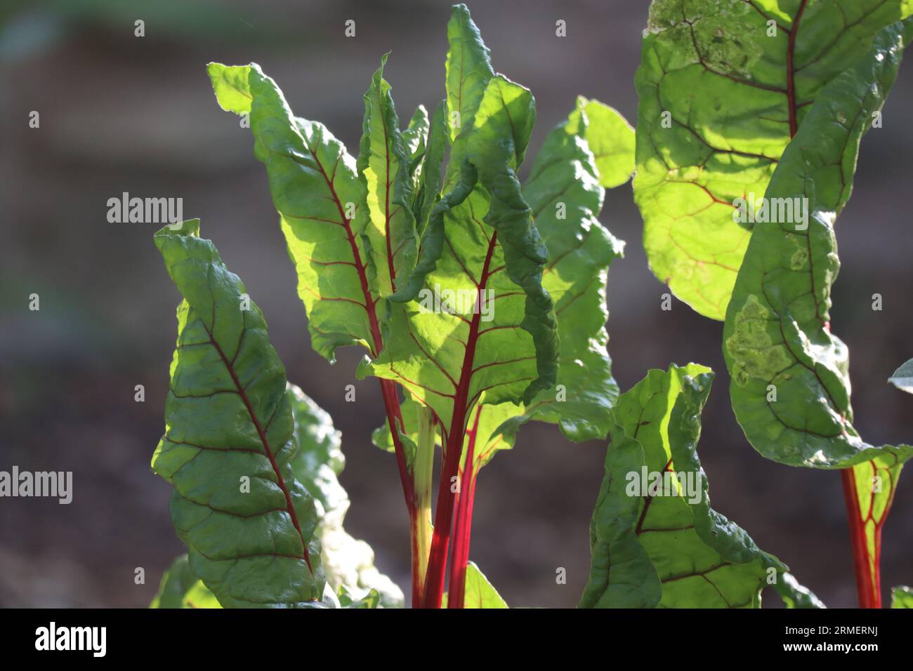Chard plants hi-res stock photography and images - Alamy