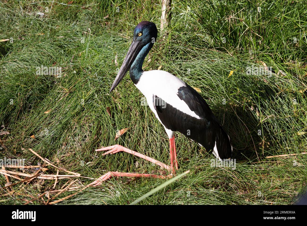 The Jabiru or black necked stork is a black-and-white waterbird stands ...