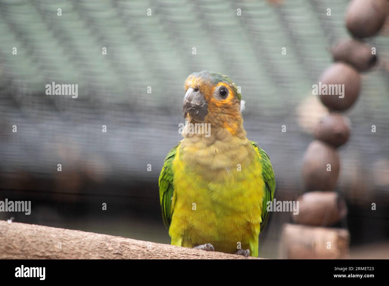 The brown throated conure plumage is green. The forehead, sides of head ...
