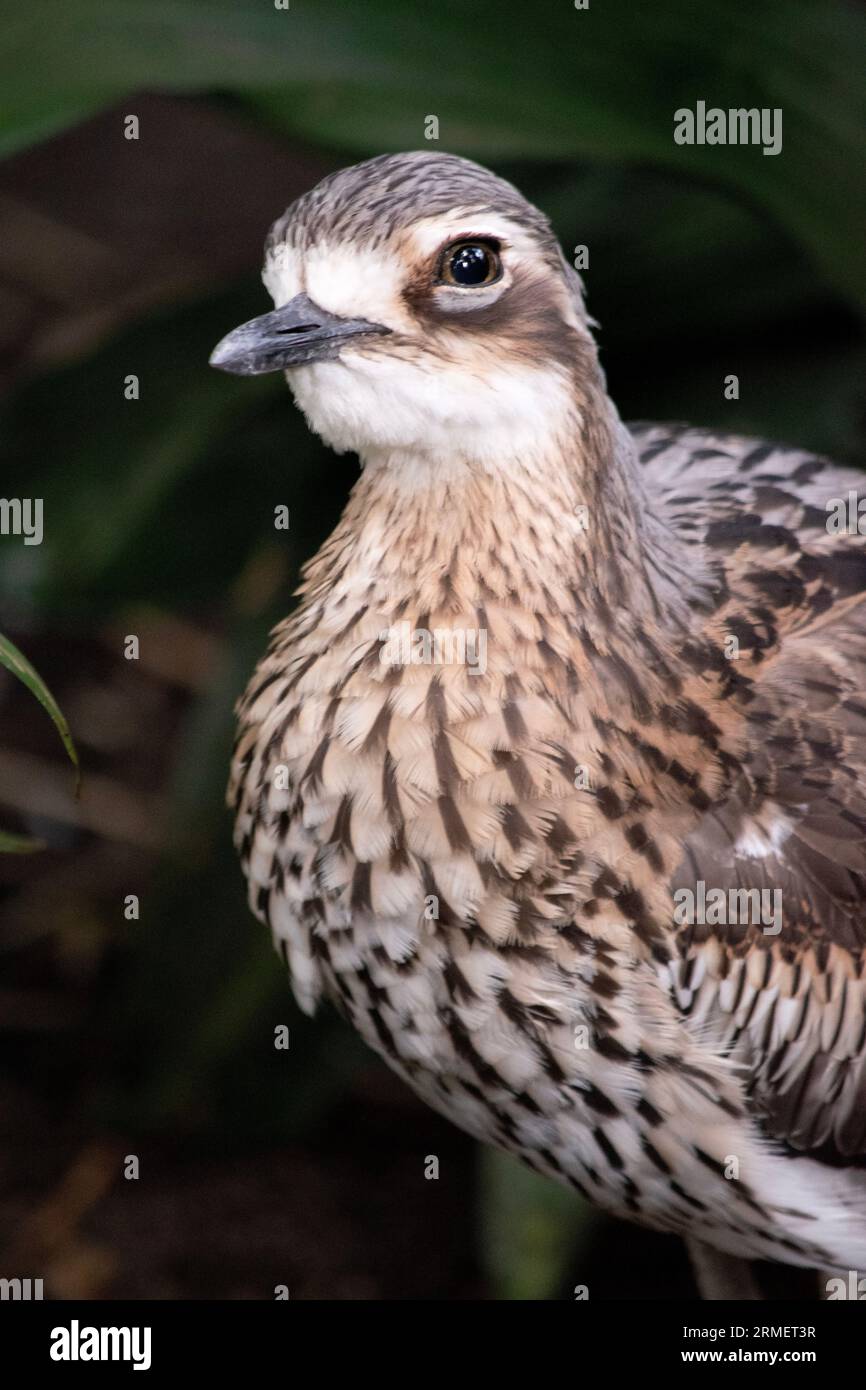 The bush stone curlew has grey-brown feathers with black streaks, a ...