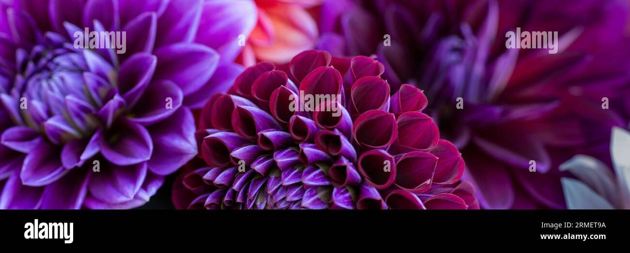 Dahlia blooms background. Colorful dahlia flowers close up. Floral ...