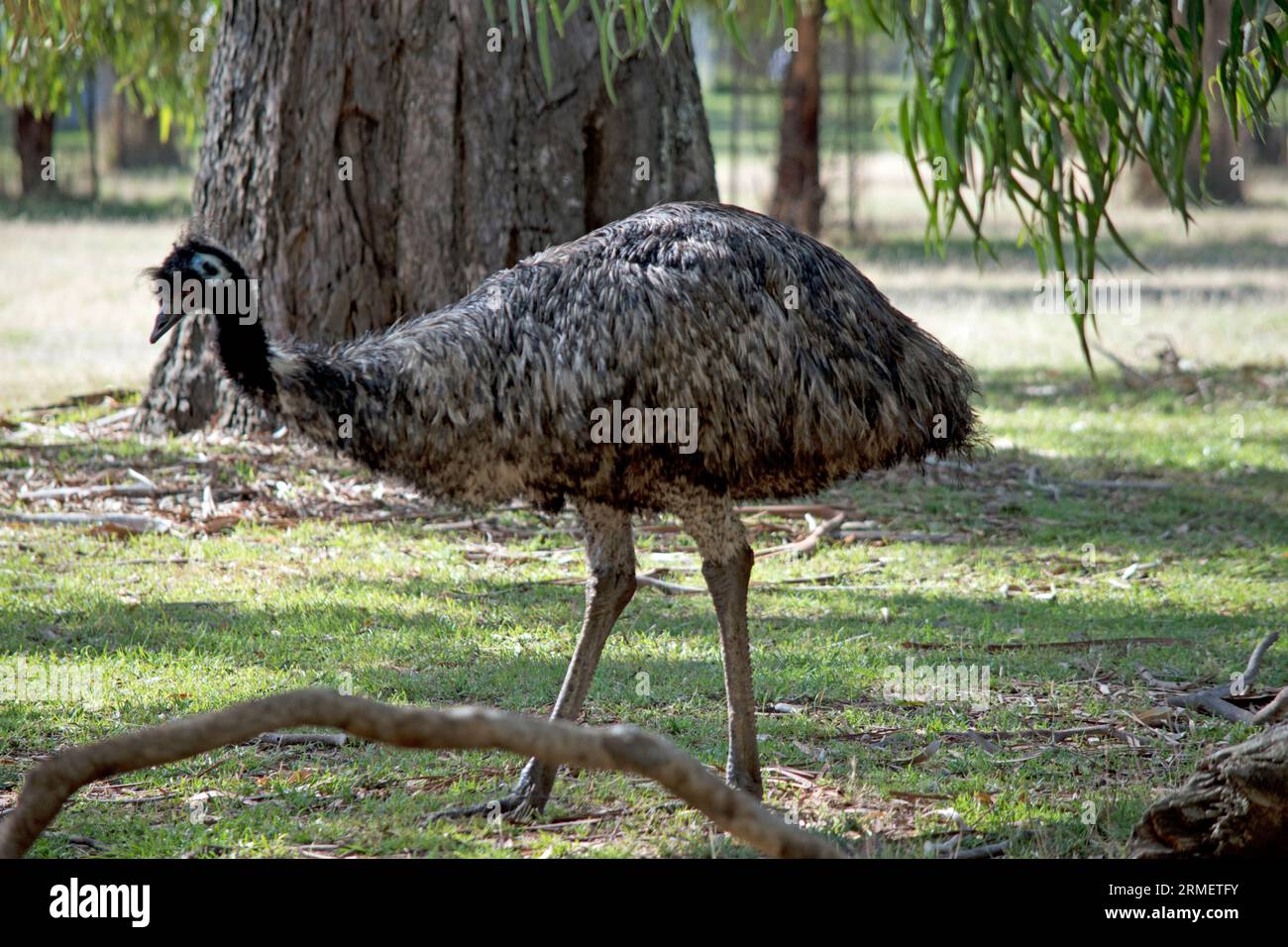 Big grey bird hi-res stock photography and images - Alamy