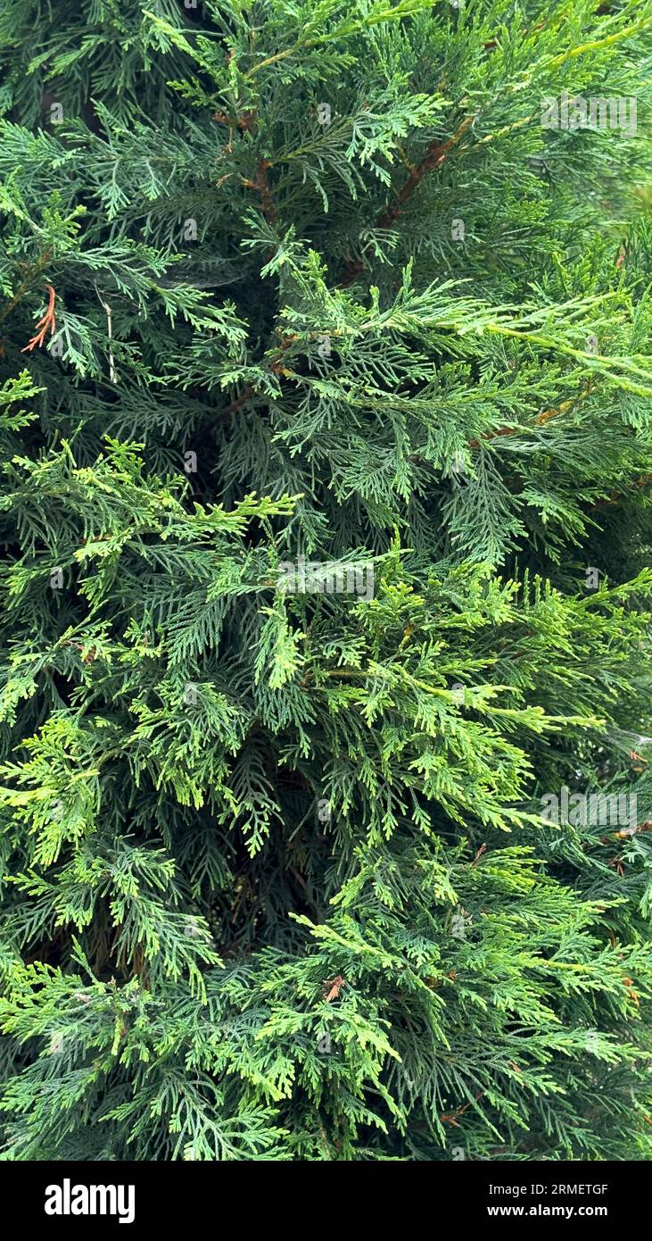 Pine tree texture. Close-up pine tree leaf background arrow Stock Photo ...