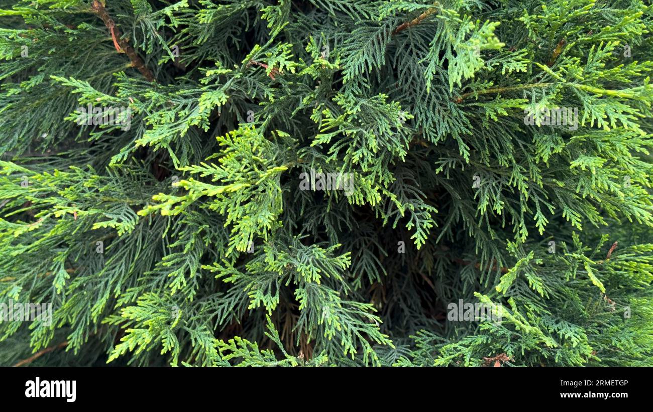Pine tree texture. Close-up pine tree leaf background arrow Stock Photo ...