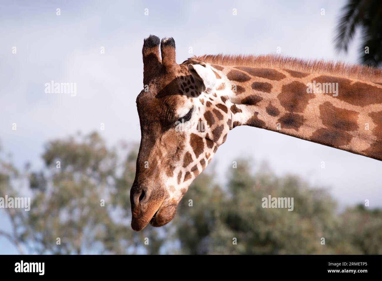 The giraffe has a short body, a tufted tail, a short mane, and short ...