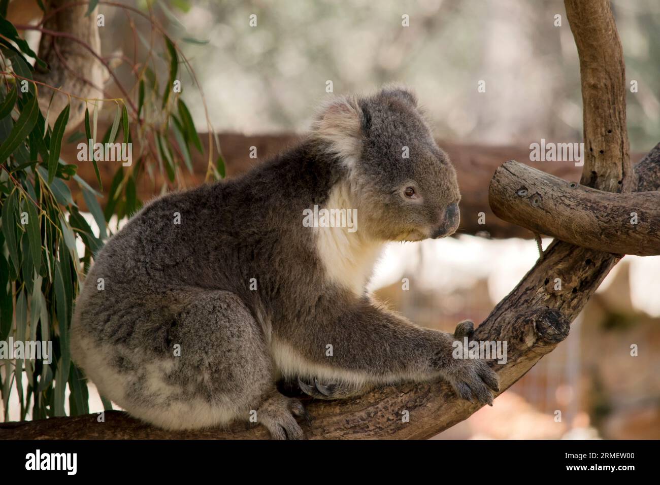 this is a side view of an Australian koala climbing a tree Stock Photo ...