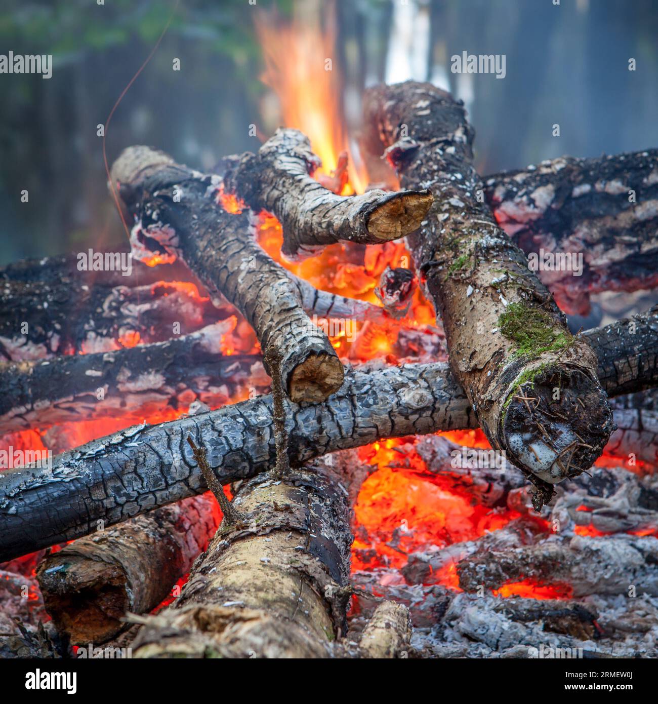 Campfire burning in a forest. Fire flames of outdoor camping campfire ...
