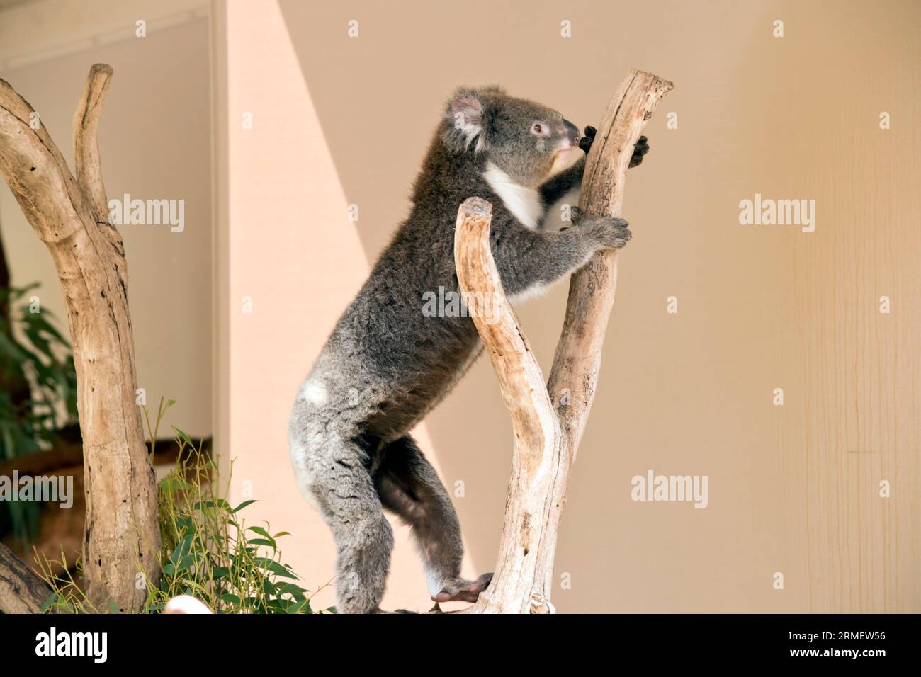 the Koala has a large round head, big furry ears and big black nose ...