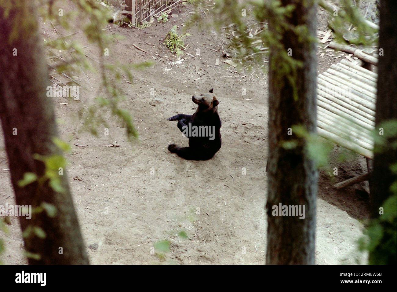 Wild animals in the reserve on the territory of the Gauja National Park ...