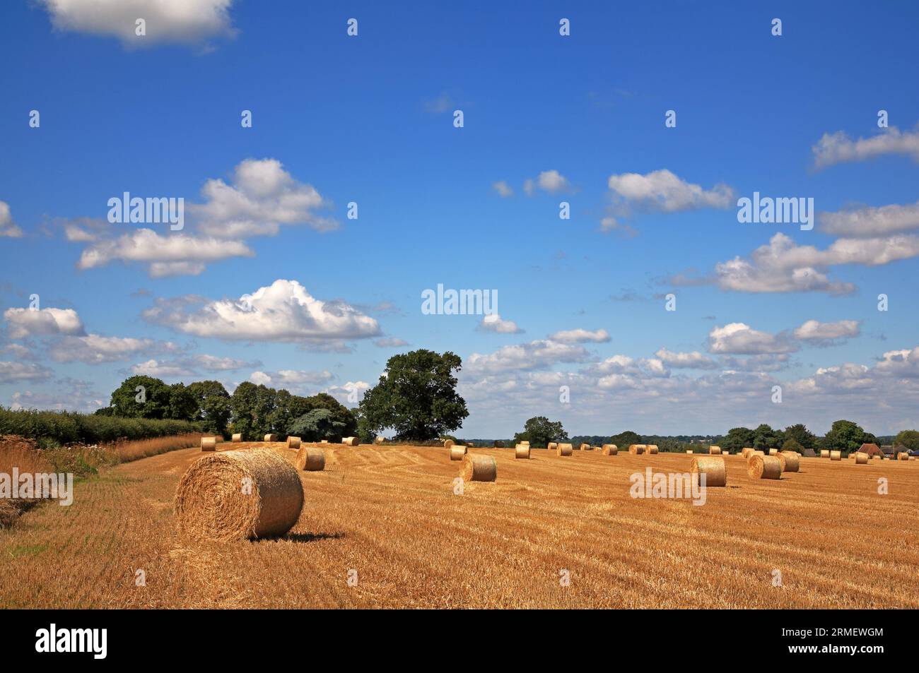 Norfolk england uk farming agriculture harvest hi-res stock photography ...