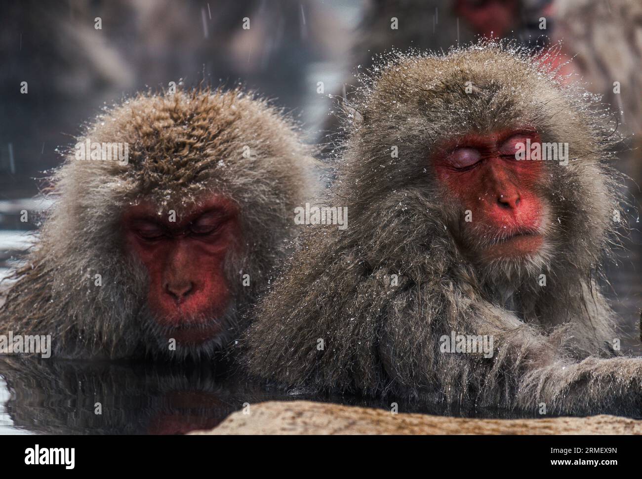 Japan animals hi-res stock photography and images - Alamy