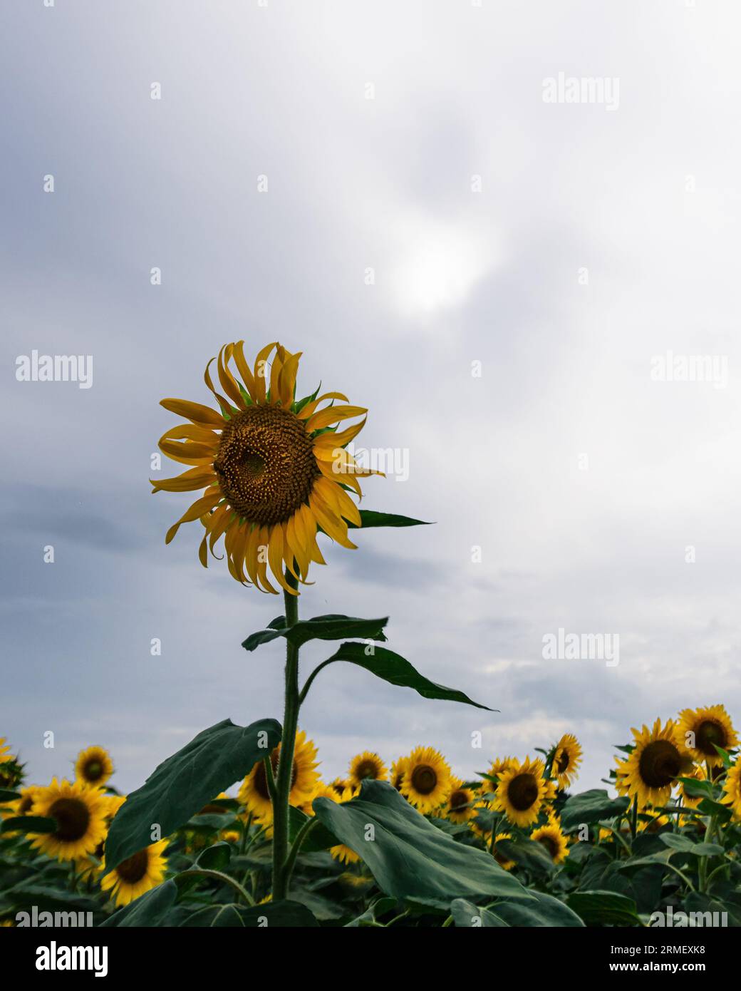 Sunflower landscape photography hi-res stock photography and images - Alamy