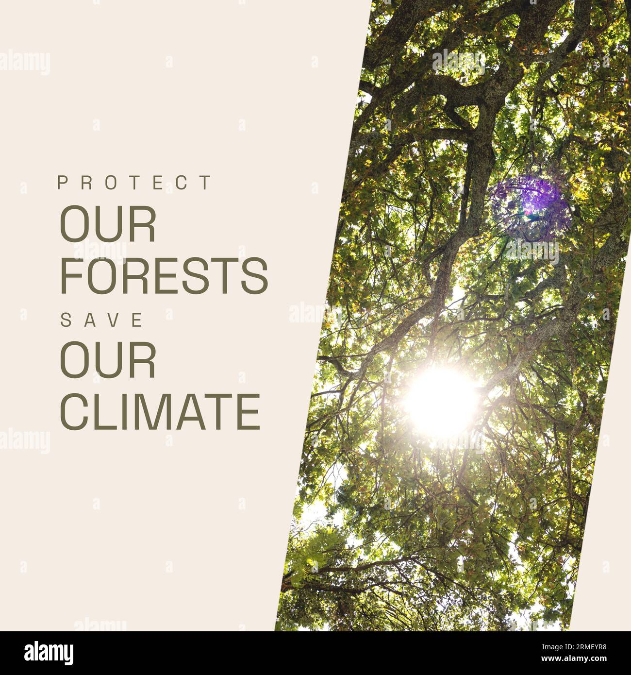 Composite of protect our forests and save our climate text, sun shining ...