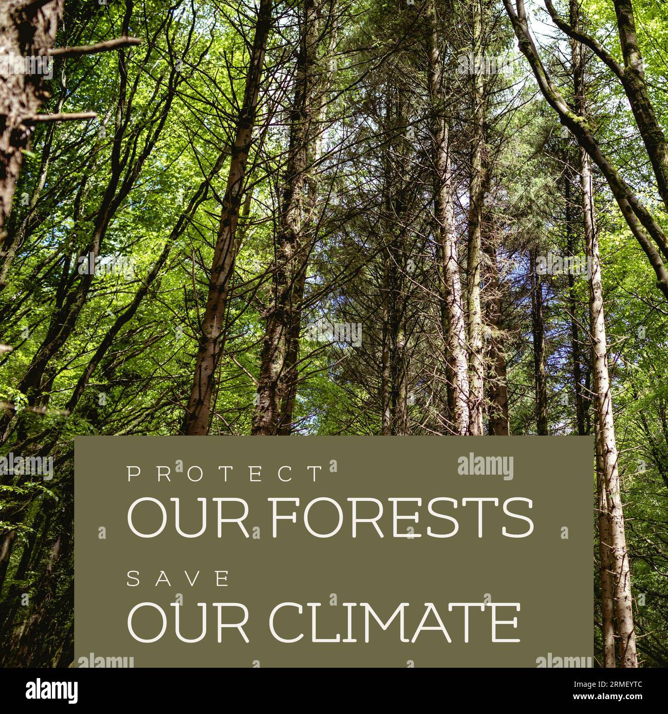 Composite of protect our forests and save our climate text and tall ...