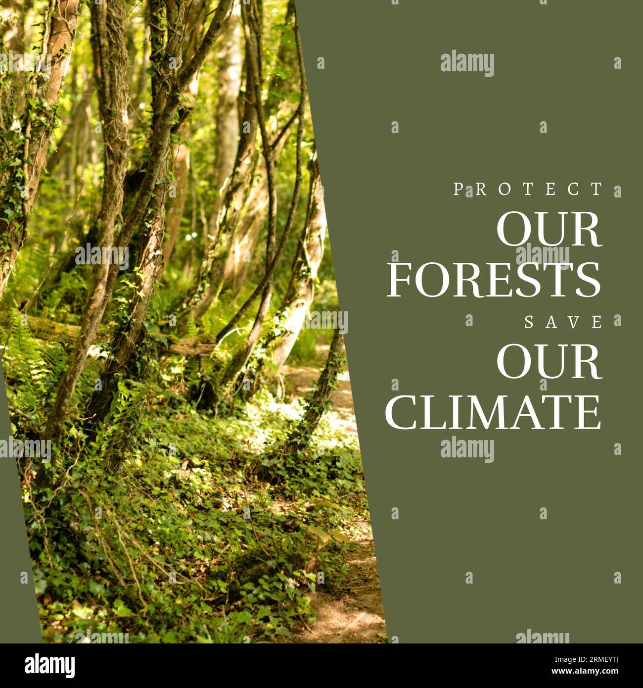 Composite of protect our forests and save our climate text and trees ...