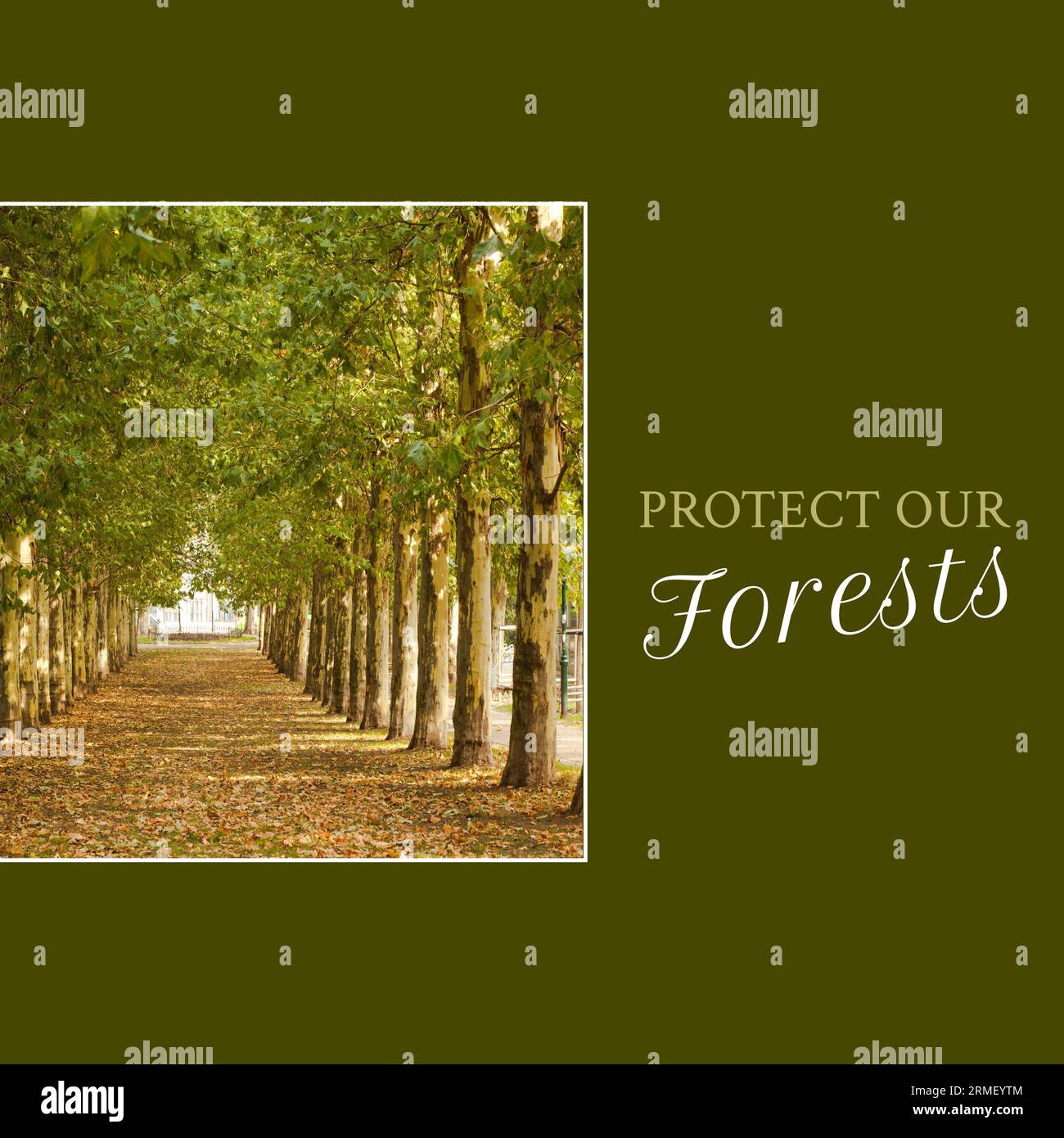 Composite of protect our forests text and scenic view of trees growing ...
