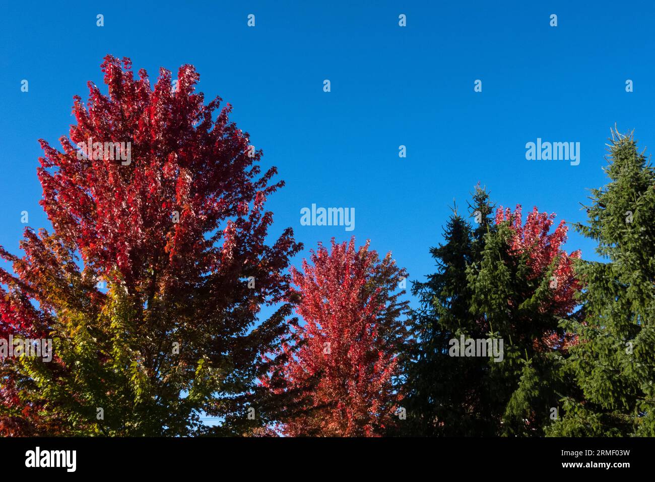 Tree with red leaves in the fall, Gloucester, Massachusettes, USA Stock ...