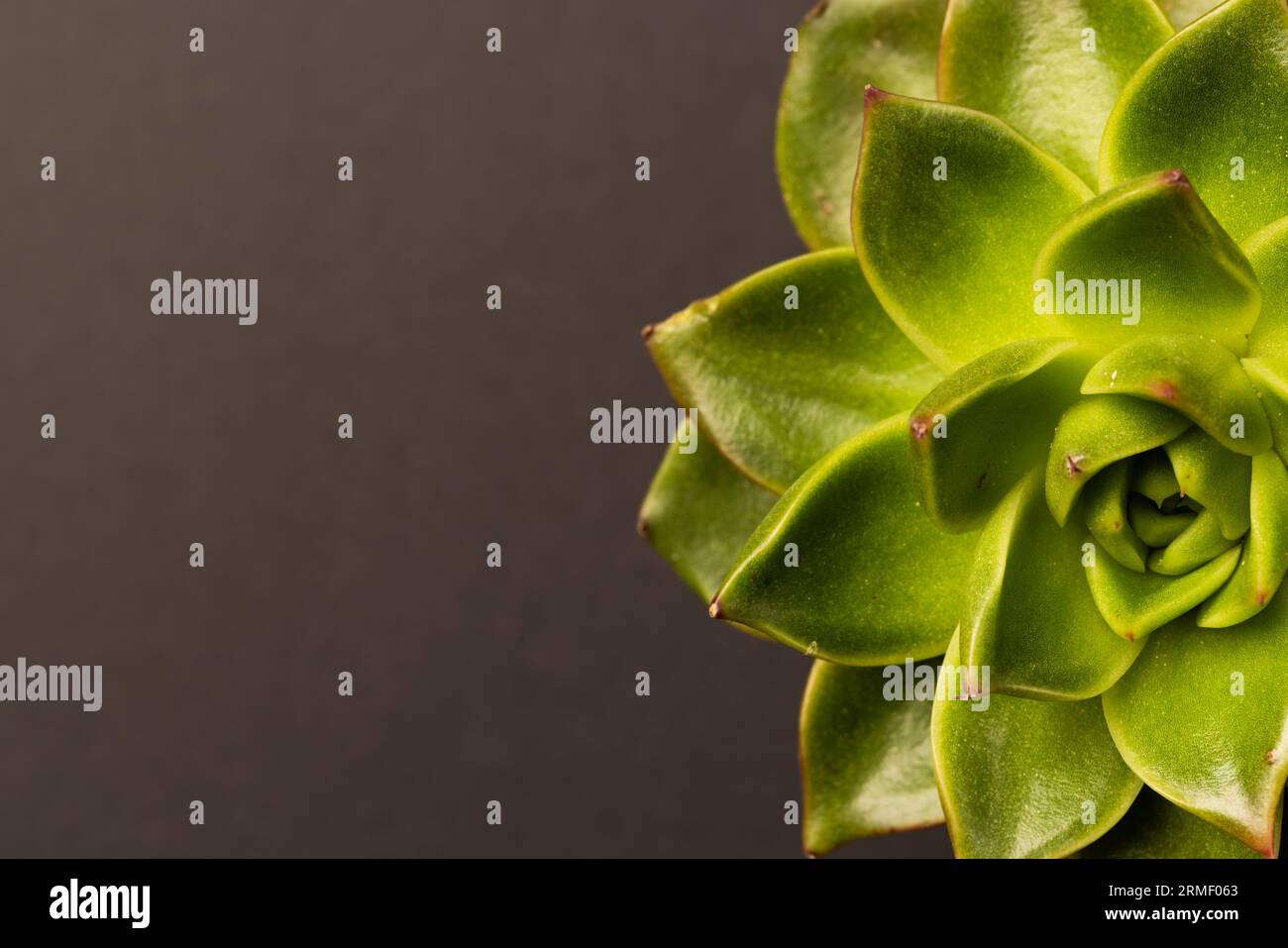 Micro close up of green cactus plant with copy space on grey background ...