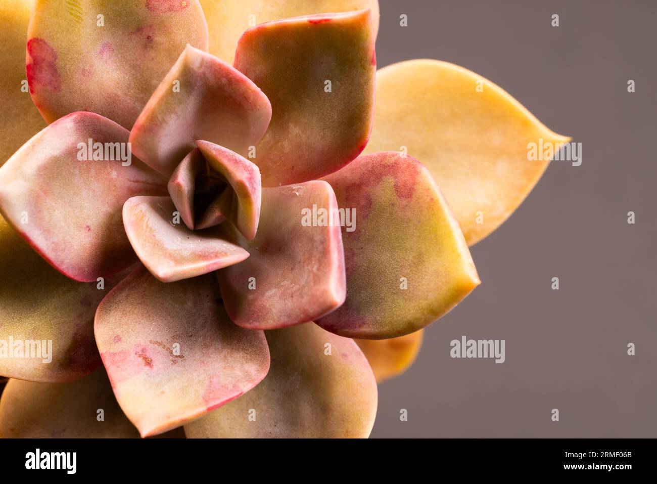 Micro close up of cactus plant with copy space on grey background Stock ...
