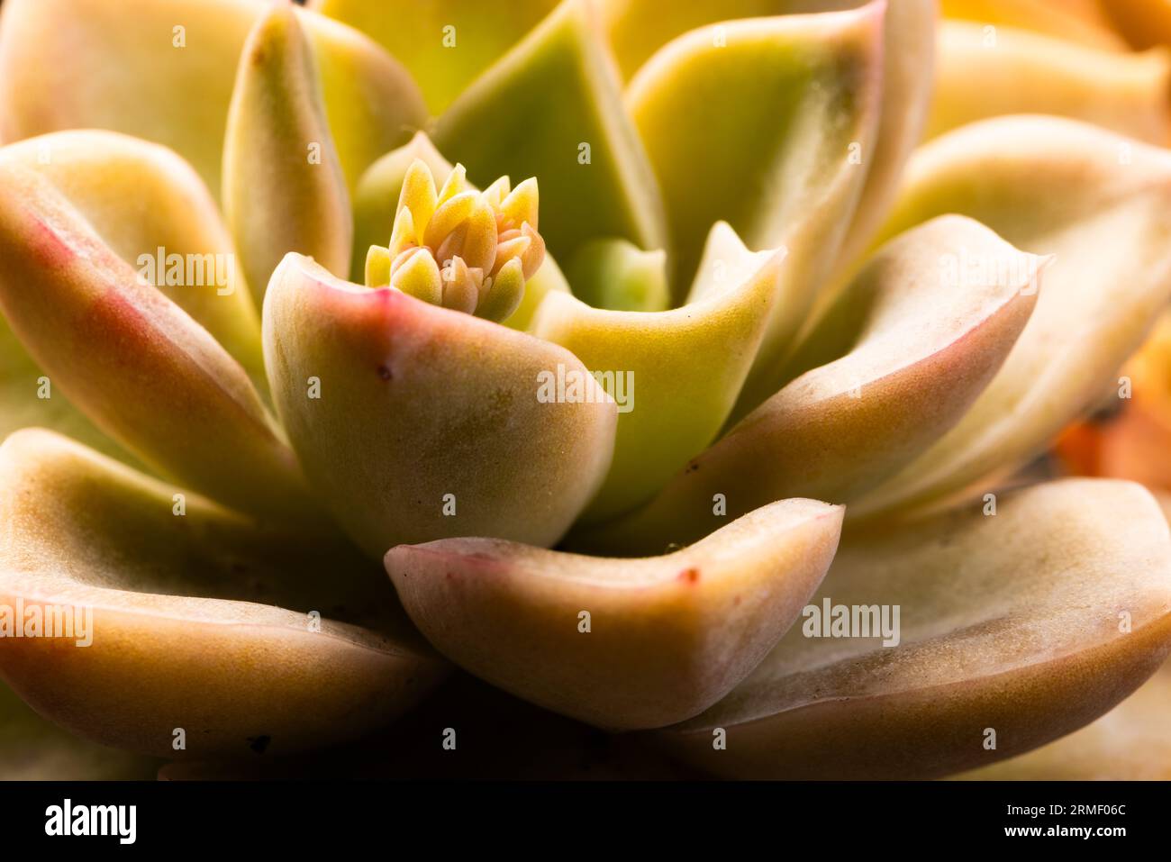 Micro close up of green cactus plant with copy space Stock Photo - Alamy