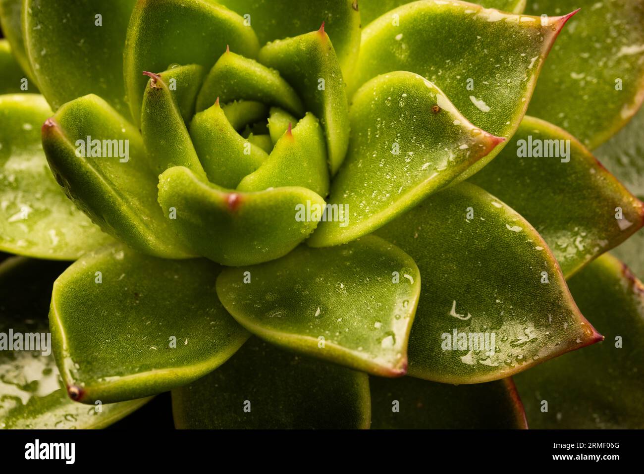 Micro close up of green cactus plant with copy space Stock Photo - Alamy