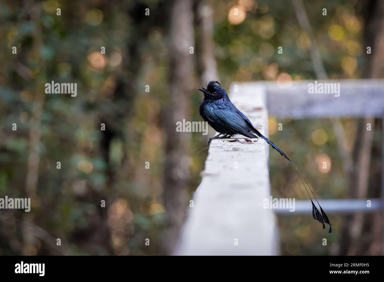 greater racket-tailed drongo bird sitting on a wall.this photo was ...