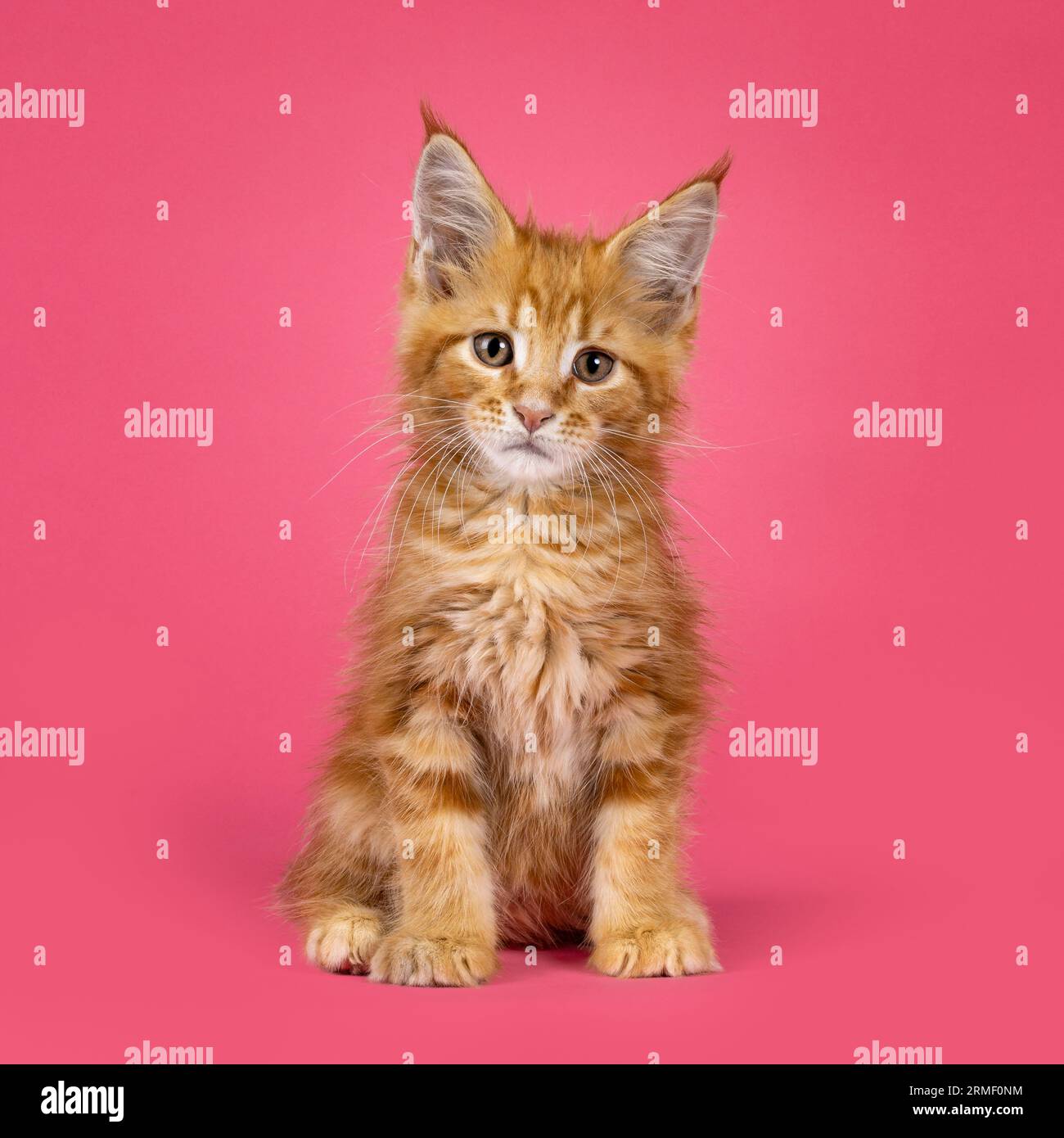 Cute red cat kitten, sitting facing front. Looking straight to camera ...