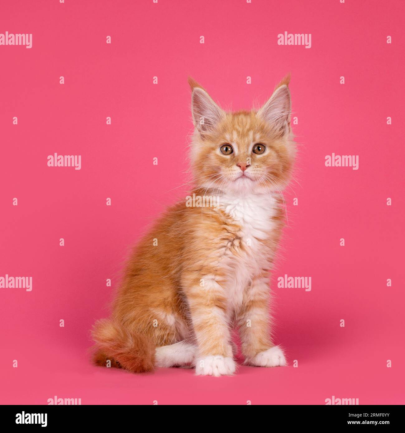 Cute red with white cat kitten, sitting up side ways. Looking straight ...