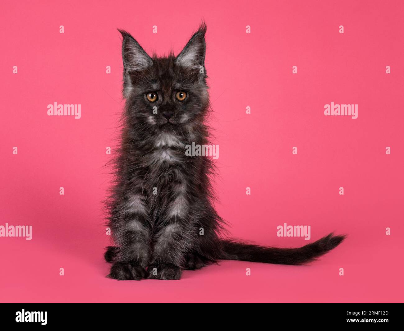 Cute black smoke cat kitten, sitting up facing front. Looking straight ...