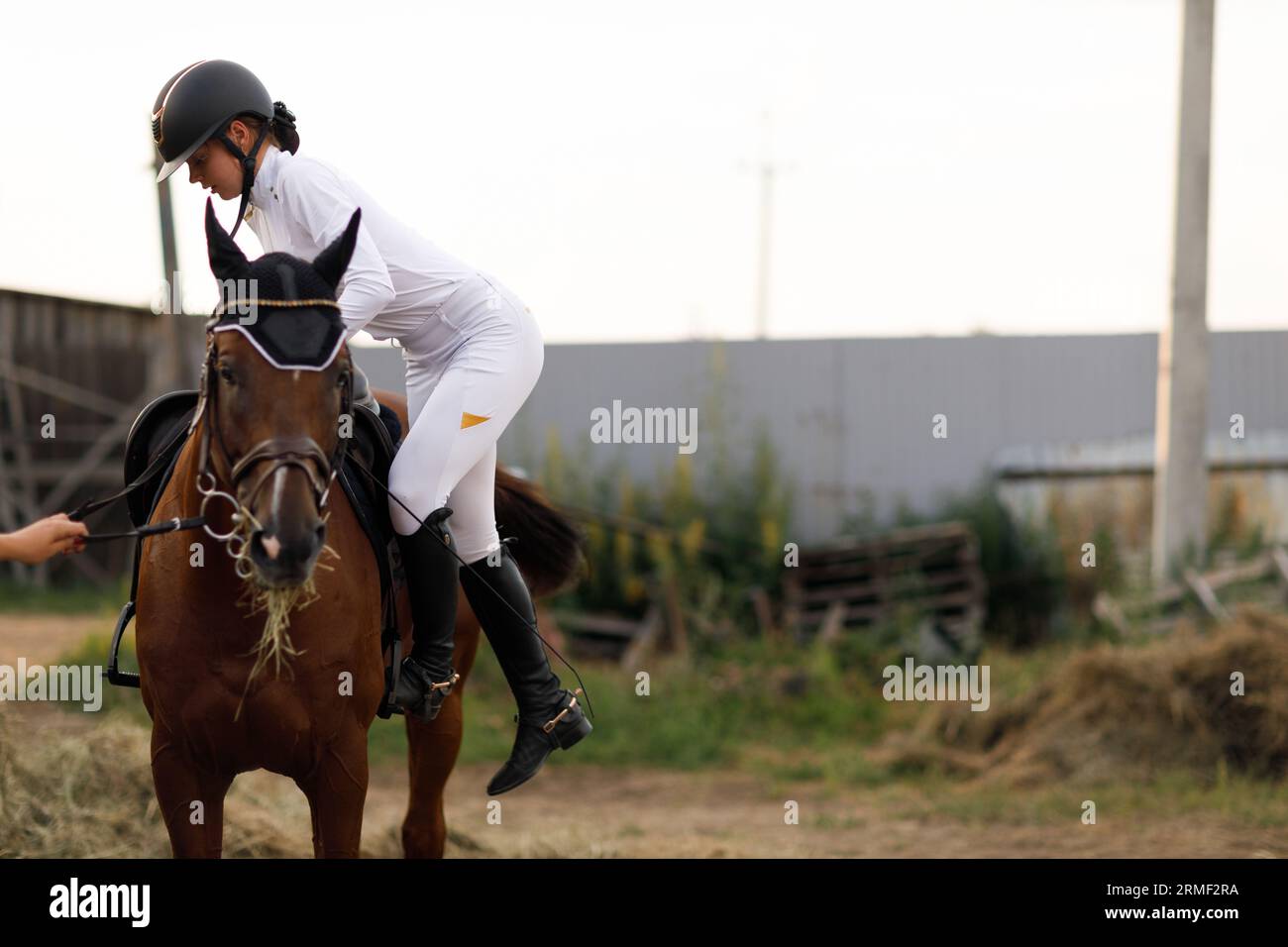 Woman rider jockey in helmet and white uniform preparing horse racing ...