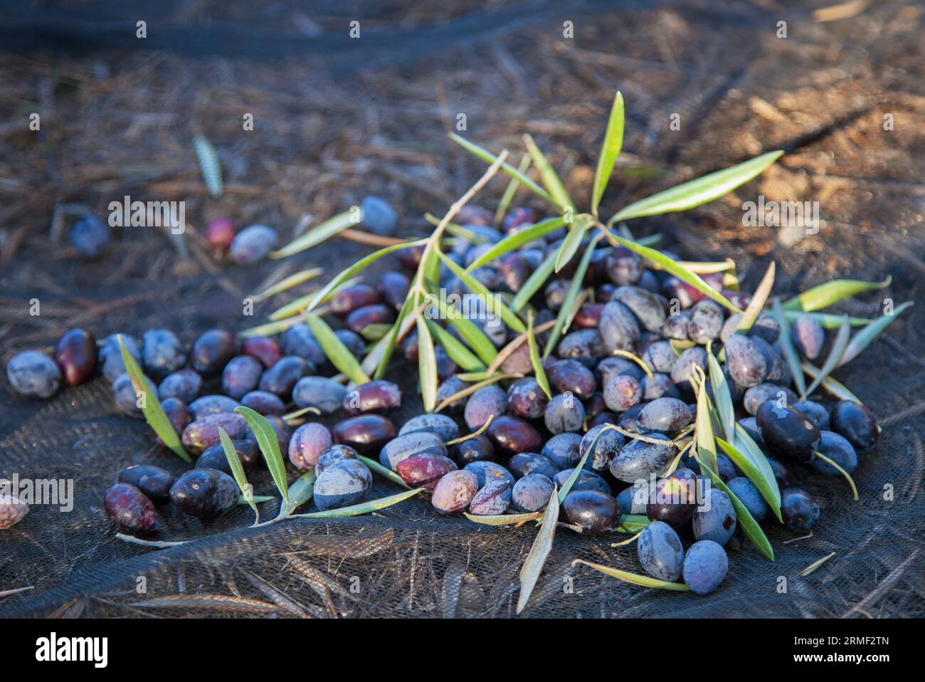 Olives on ground hi-res stock photography and images - Alamy