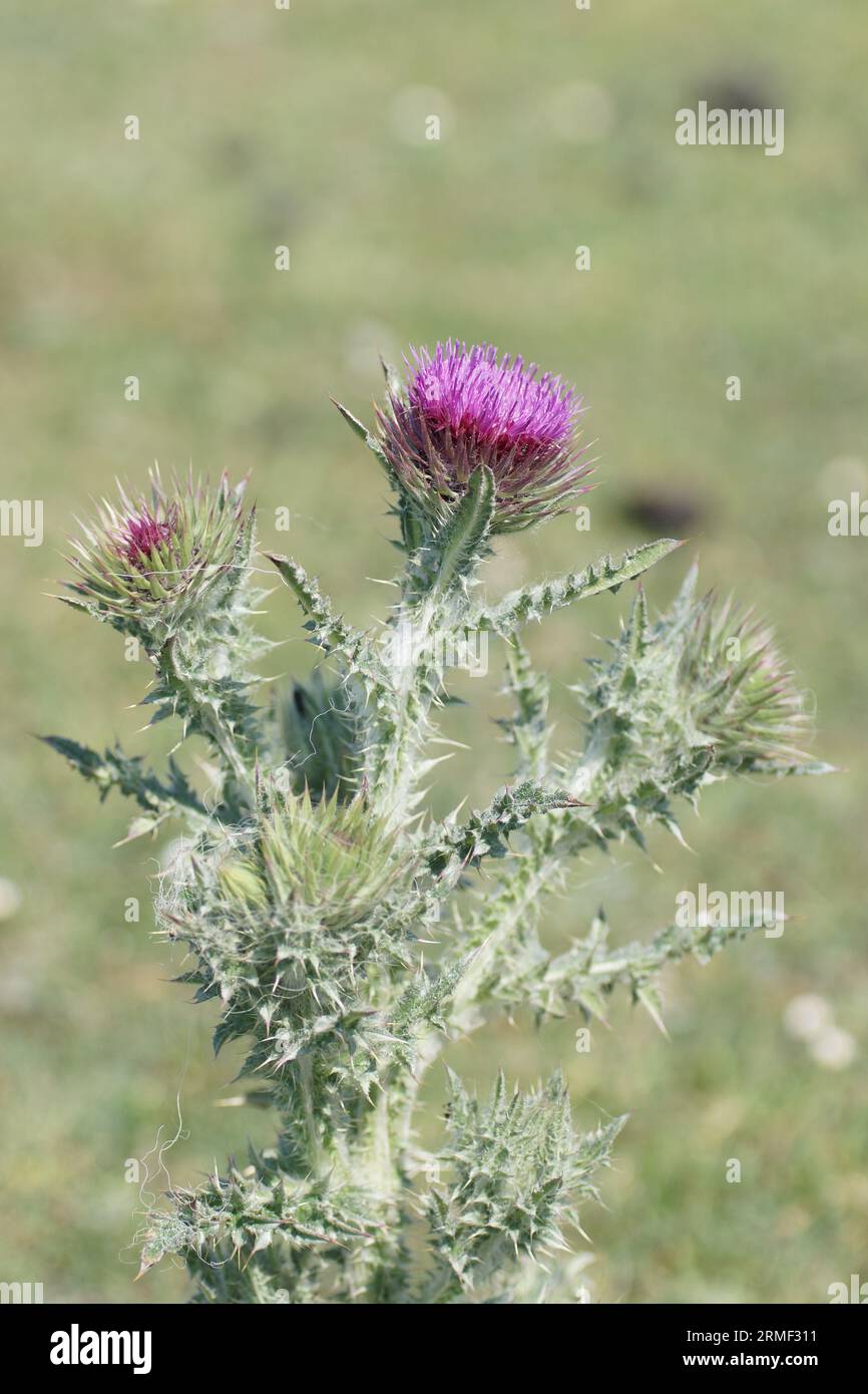 Carduus hi-res stock photography and images - Alamy