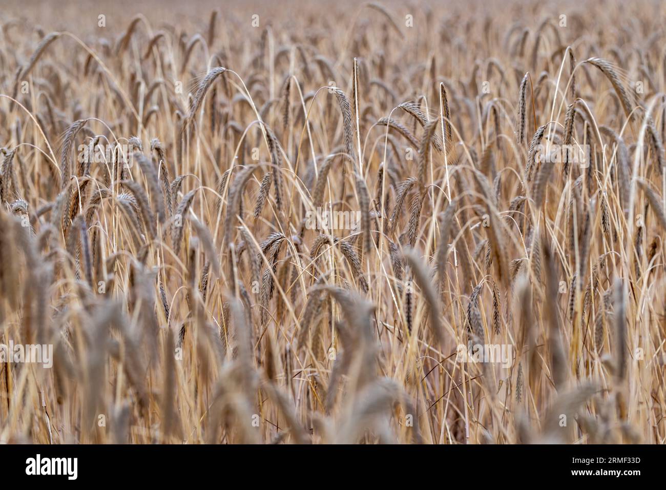 Elevated view corn field hi-res stock photography and images - Alamy