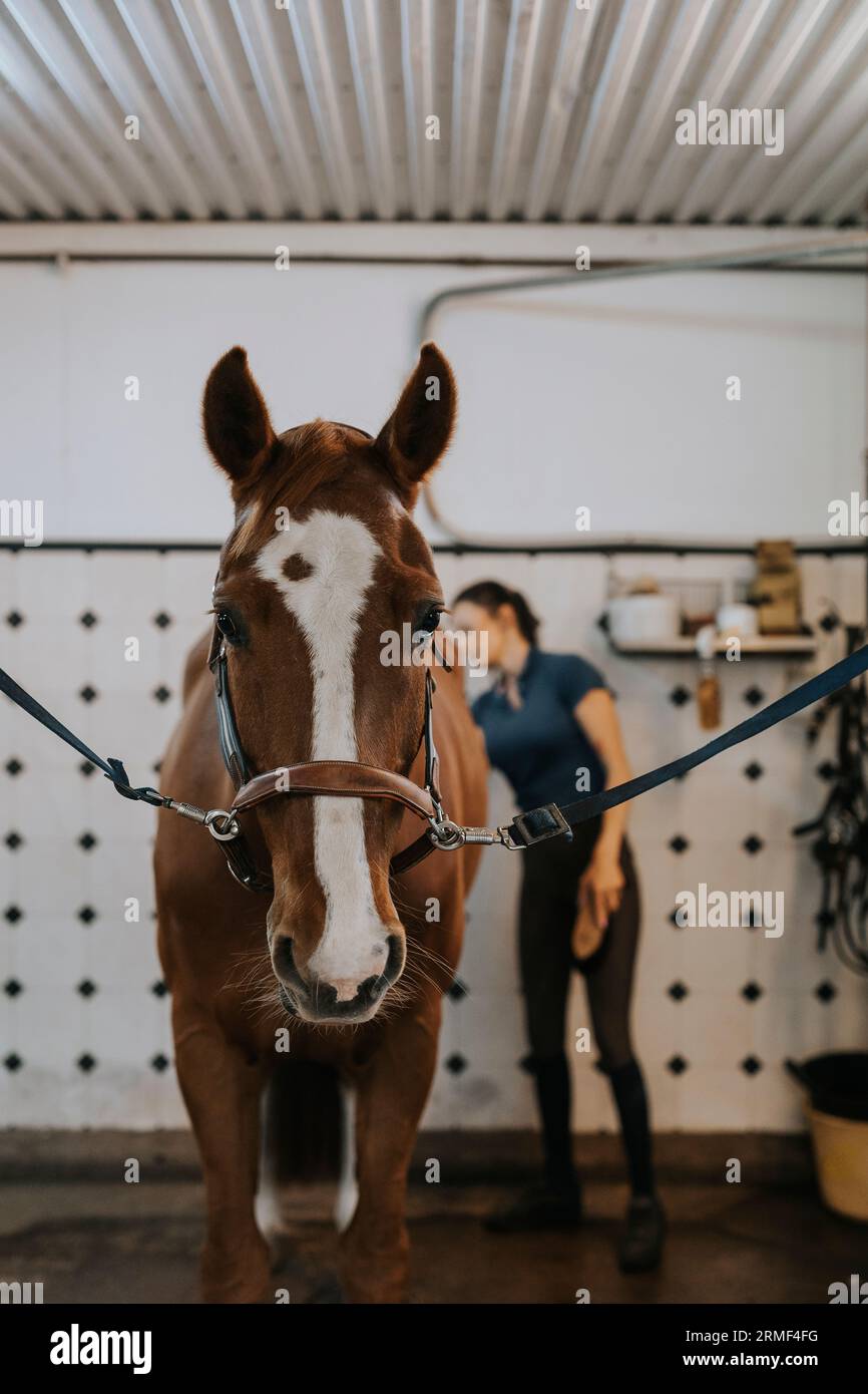 Brushed horse hi-res stock photography and images - Alamy